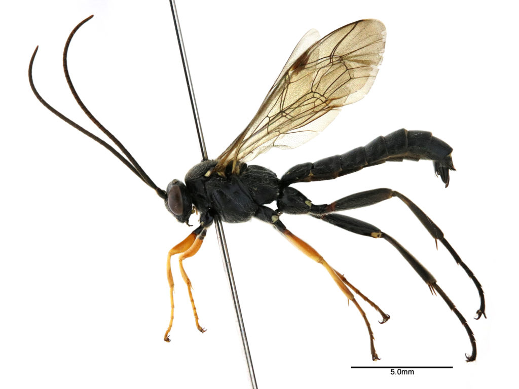 ギャラリー - ニッポンのヒメバチ